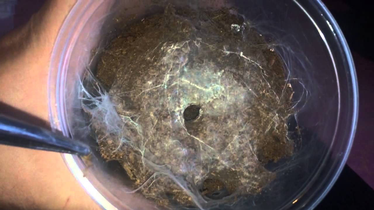 Holothele Incei Gold Form ( Rehouse ) - YouTube