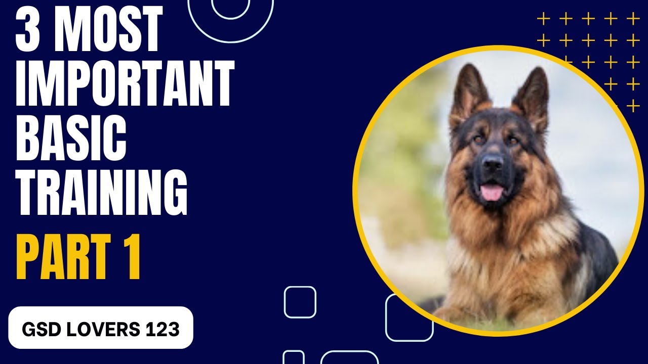 3 Most Important Basic Trainings for GSD Puppy | GSD Lover 123 - YouTube