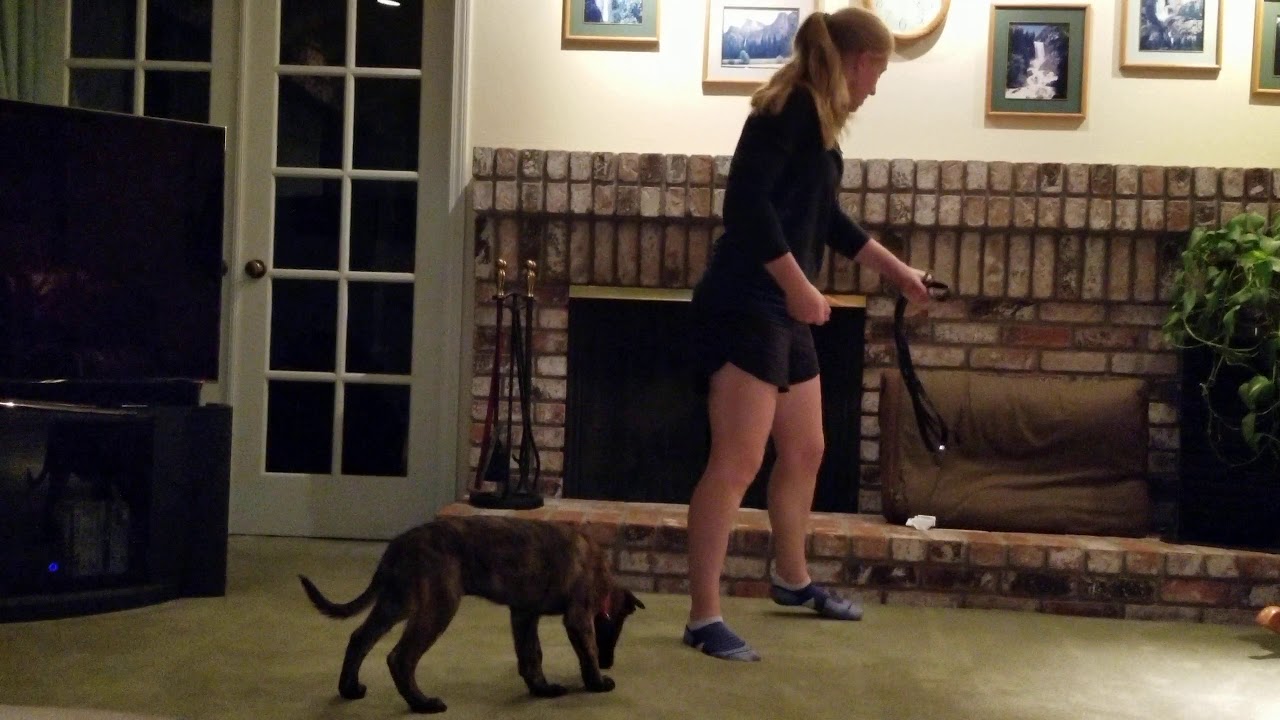 How to: puppy "sit" position - YouTube