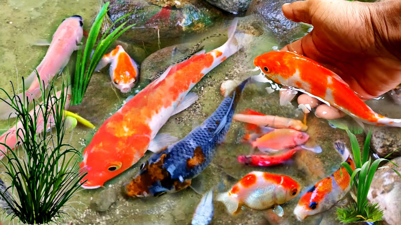 Cute Animals koi fish chef fish catfish betta fish lobster shrimp ...