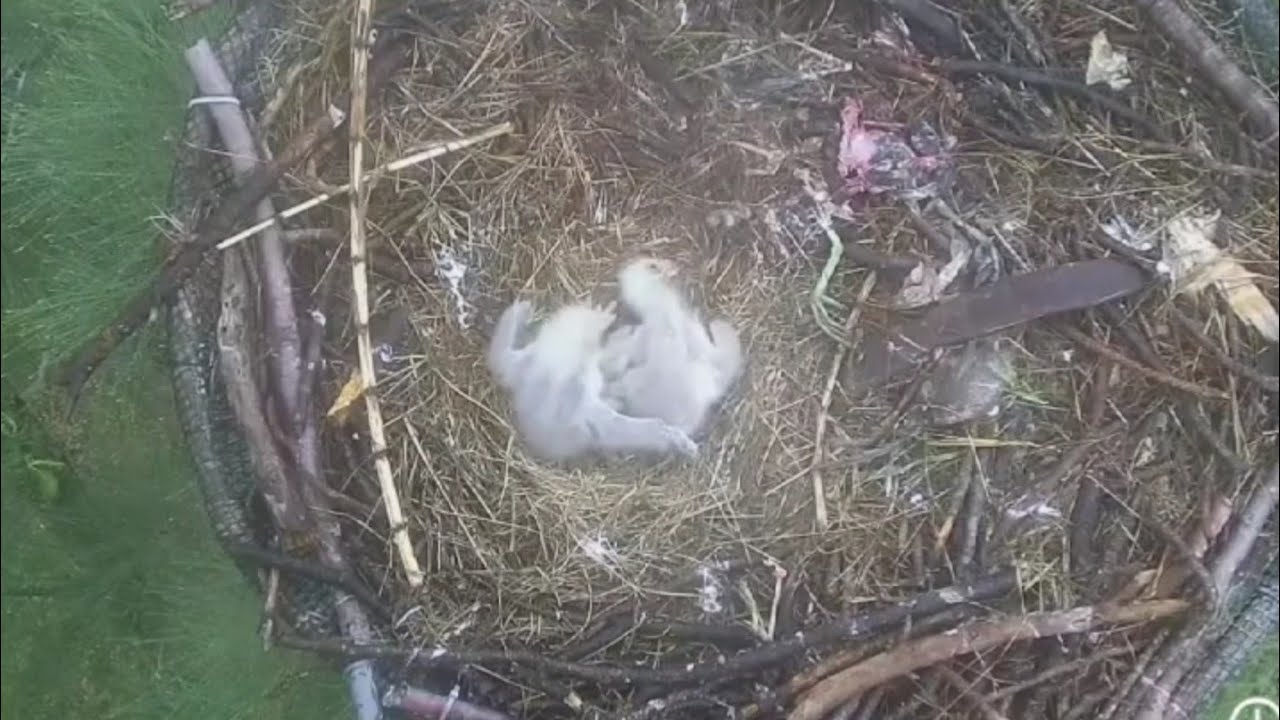 Elder eaglet angry when little tries to bonk him | Dade County Eagle ...