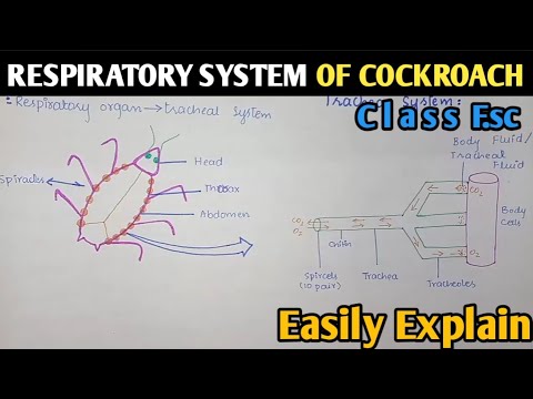 Cockroach Respiratory System | Gaseous Exchange In Cockroach | Class 11 ...
