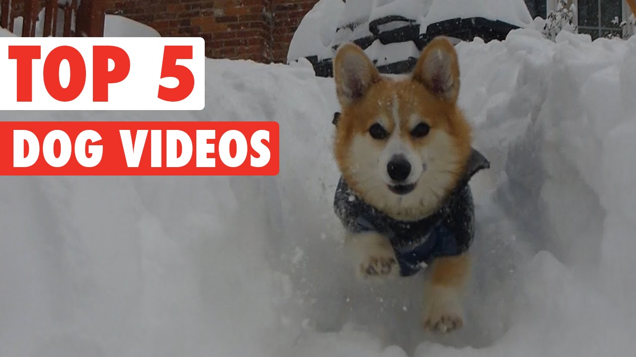 Top 5 Dog Videos || Feb 12 2016 - YouTube