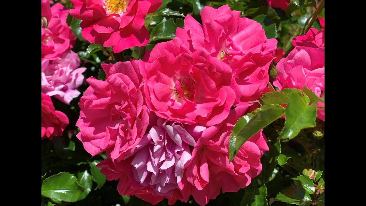 La Vie En Rose - Emily Watts - YouTube