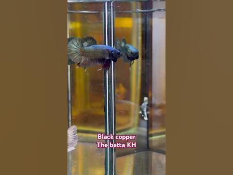 Black copper (The betta KH) - YouTube