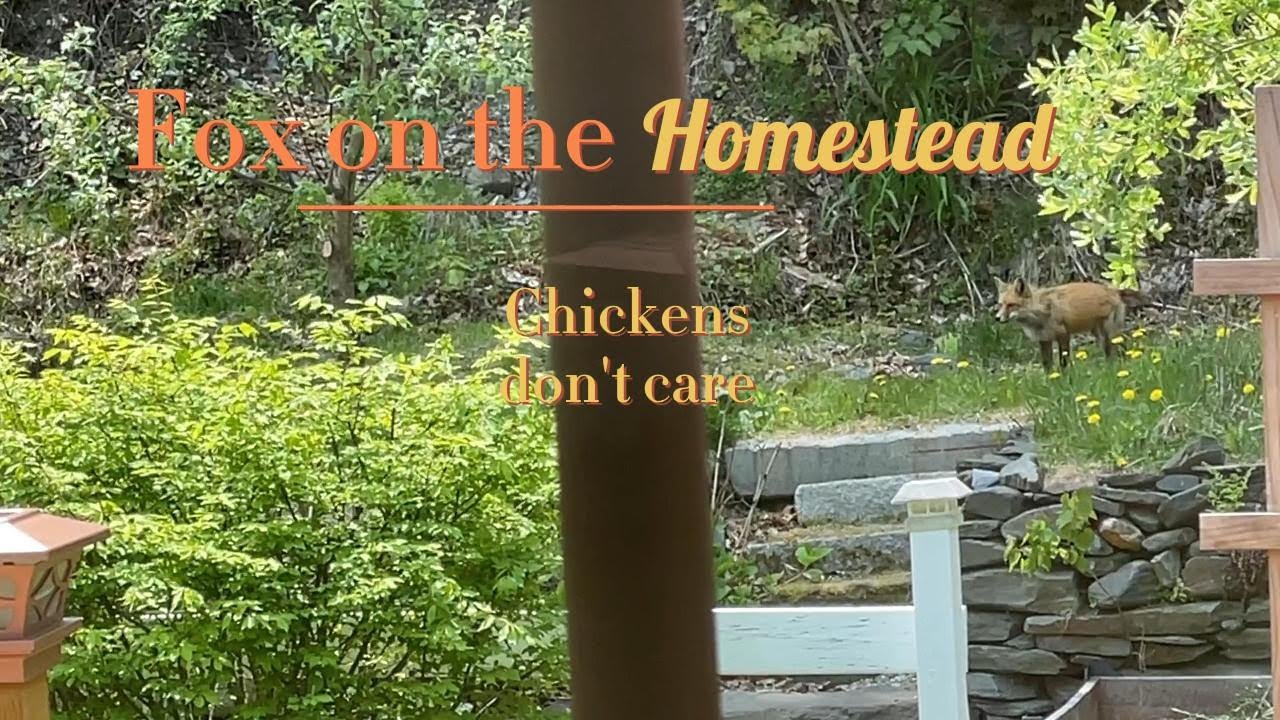 Fox on the Homestead - YouTube