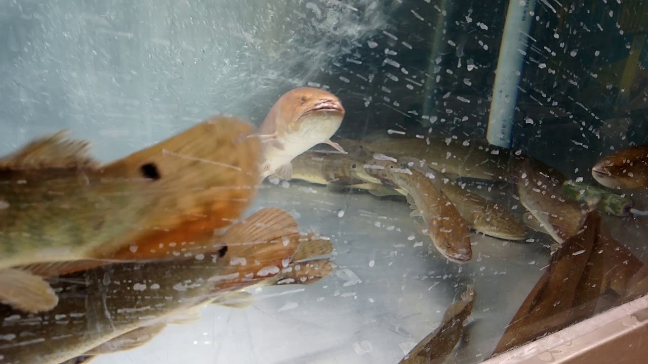 Bowfin/ Dog fish at our Local walmart - YouTube