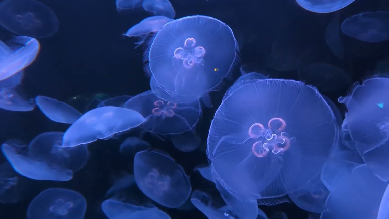Unbelievable Jellyfish Deadly. These Beautiful Creatures Look Harmless ...