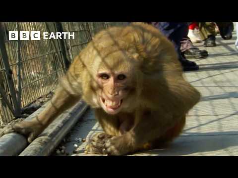 30 Minutes of Mischievous Monkeys Causing Mayhem | BBC Earth