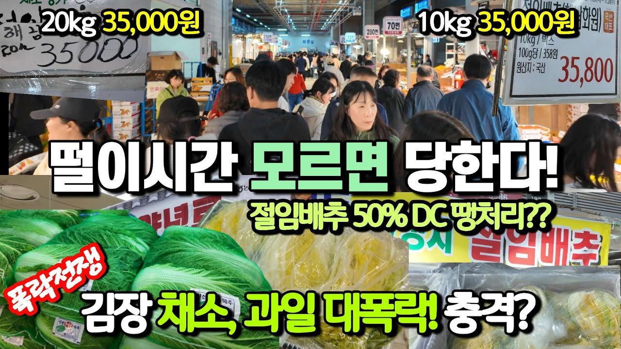 물량 터졌다! 배추값 충격? 떨이시간 채소, 과일값 역대급 폭락! 쪽파 2천원, 대파 1,500원, 감자 6천원, 감귤 박스 6 ...