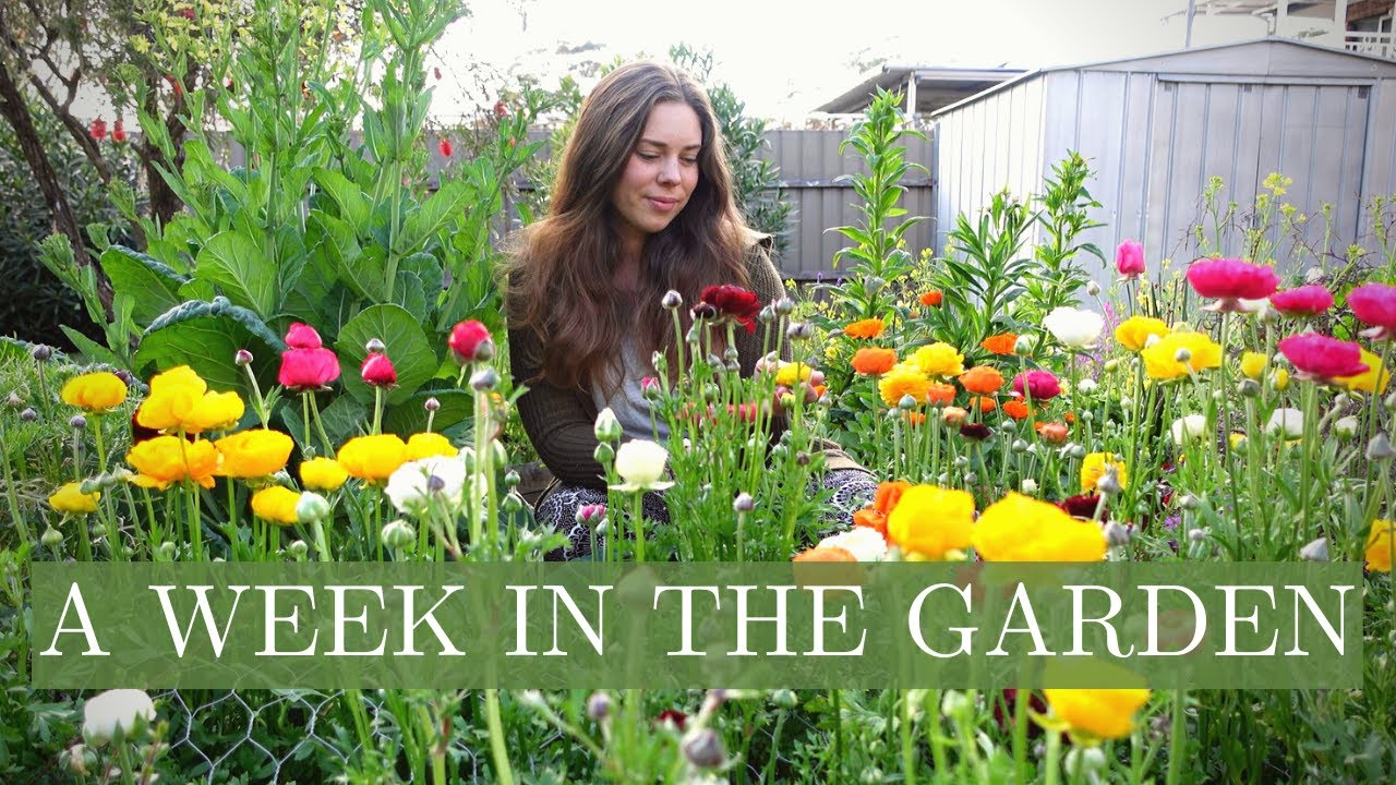 Harvesting Flowers, Bush Regeneration & Cosy, Rainy Days at Home 💐🌱 ...