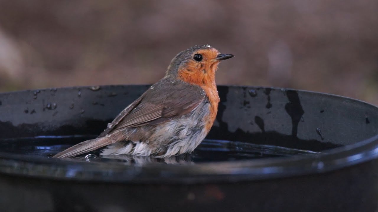 Pool for Birds - YouTube