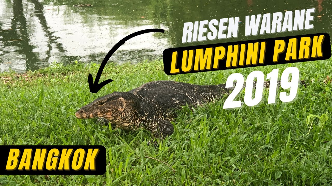 Riesen Warane 🦎in Lumphini Park in Bangkok,Thailand🇹🇭...[DEUTSCH] - YouTube