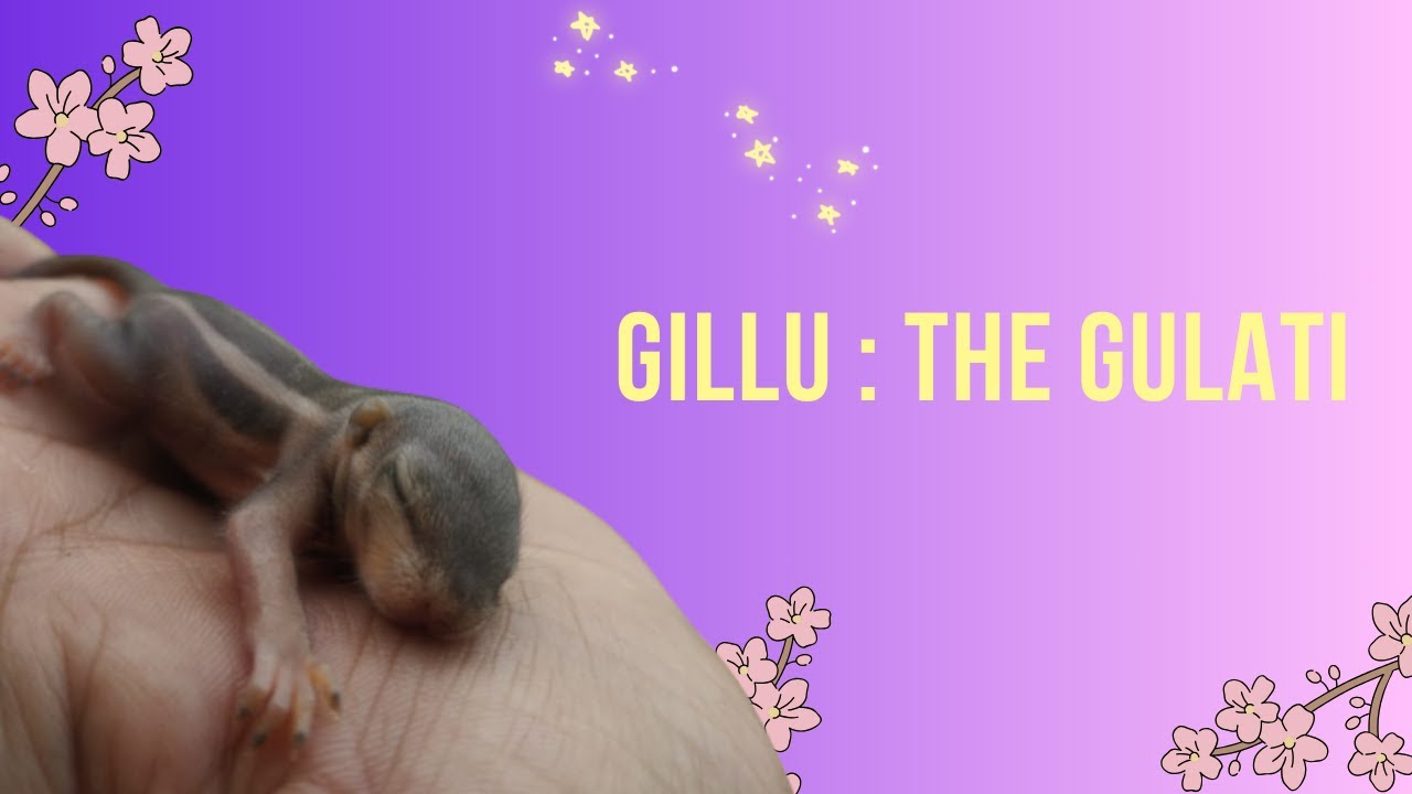 Fun With Gillu Gillu the Gulati. ( The Squirrel ) - YouTube