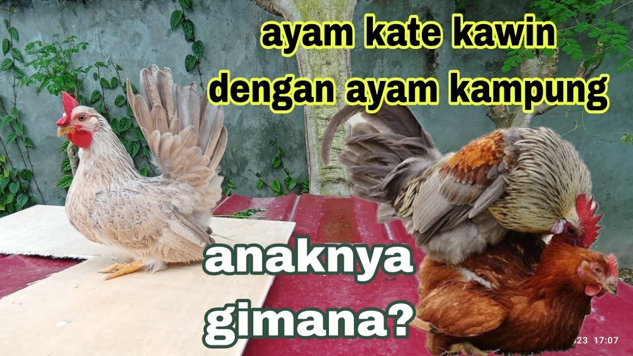 Penasaran Hasil Kawin Silangan Ayam Kate Vs Ayam Kampung😁 Youtube