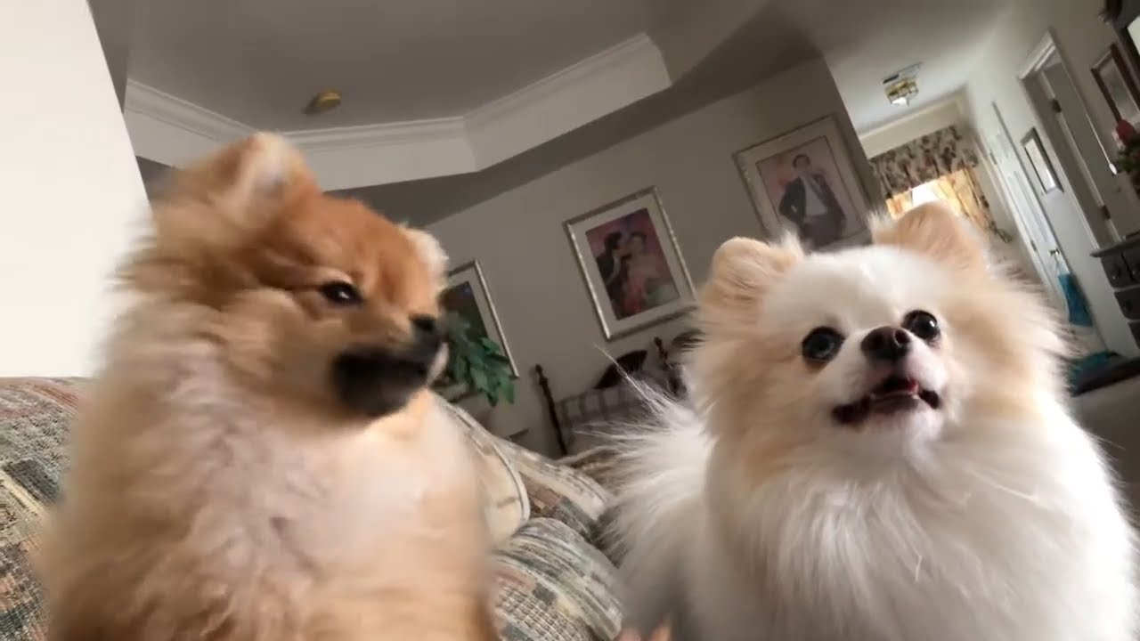 cute pomeranian puppy barking sounds - YouTube