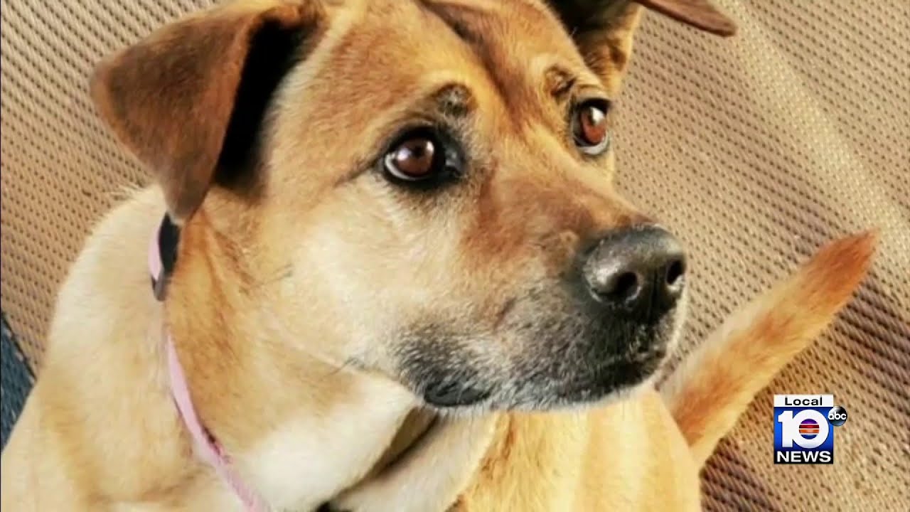 Veterinarian says dog man killed was part of clinic's 'family' - YouTube