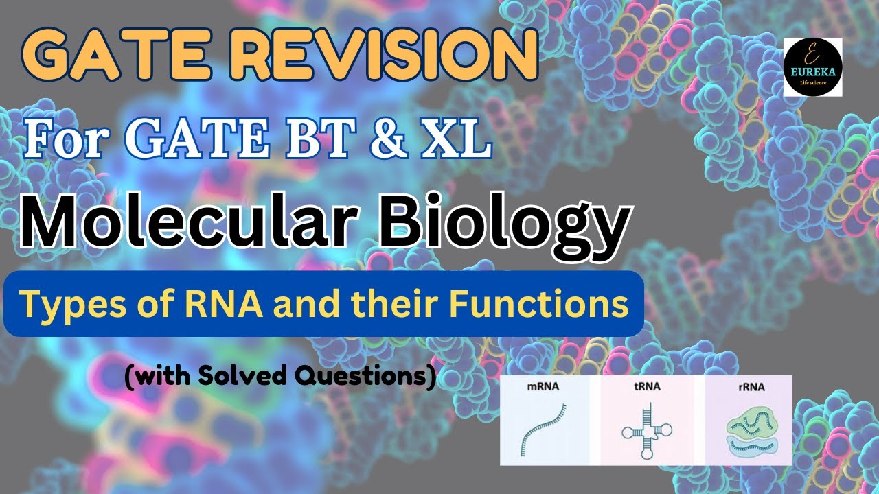 GATE Revision | Molecular Biology for GATE BT & XL | Types of RNAs ...