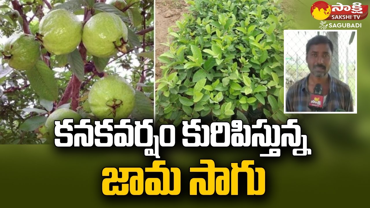Farmer Success Story on High Density of Guava (Jama) Cultivation ...