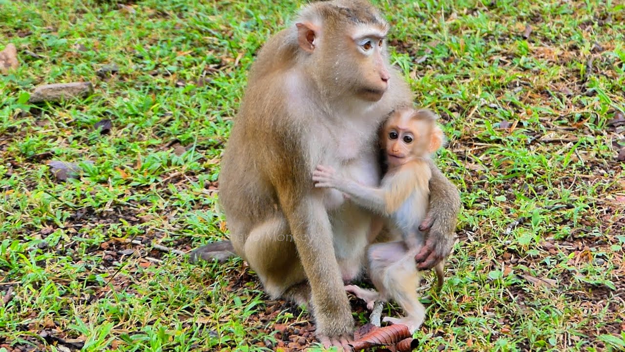 Adorable! Tiny Newborn Monkey Robin Sits Like a Human and Drinks Milk ...