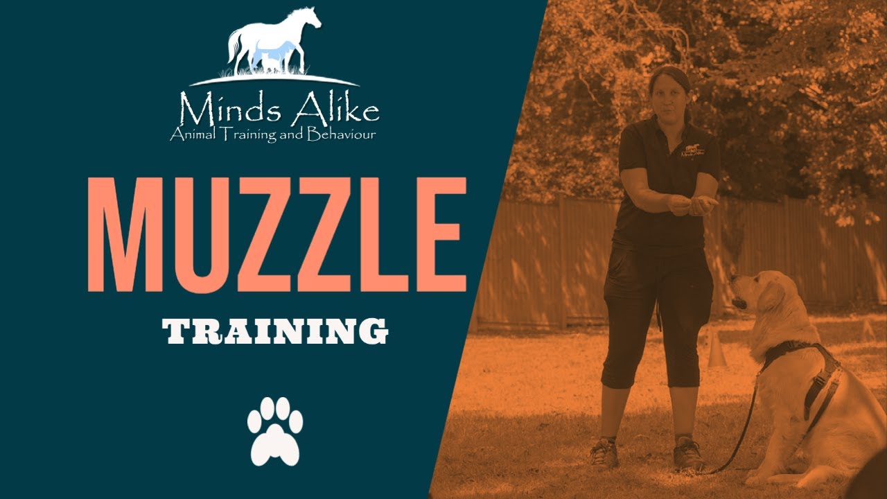 Muzzle training - luckkery