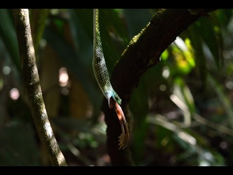 Parrot snake eating frog, Peru - YouTube