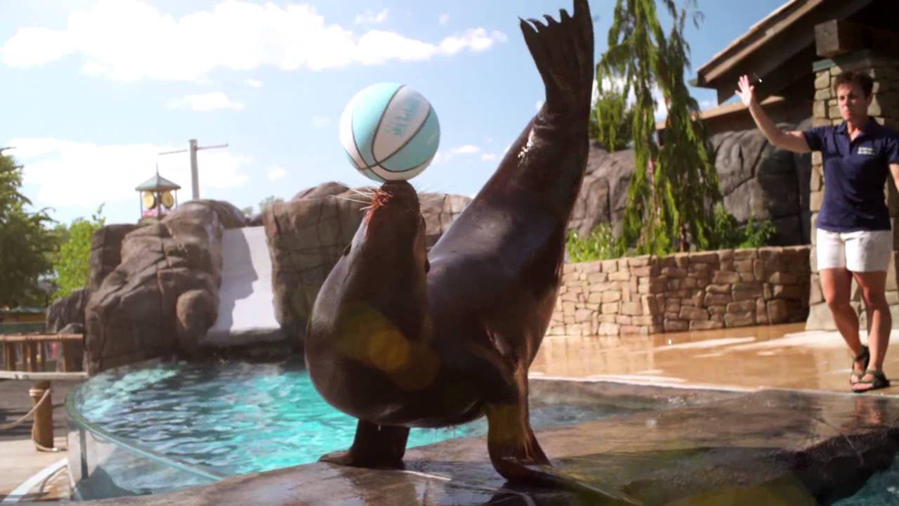 Saint Louis Zoo Top Free Attraction TV Commercial - YouTube
