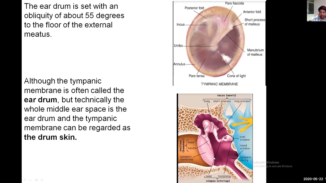 Human Physiology of Hearing part 3 - YouTube