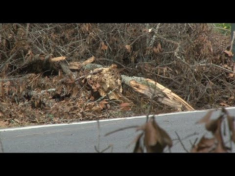 Hurricane tree removal rules set by FEMA - not Central Georgia counties ...