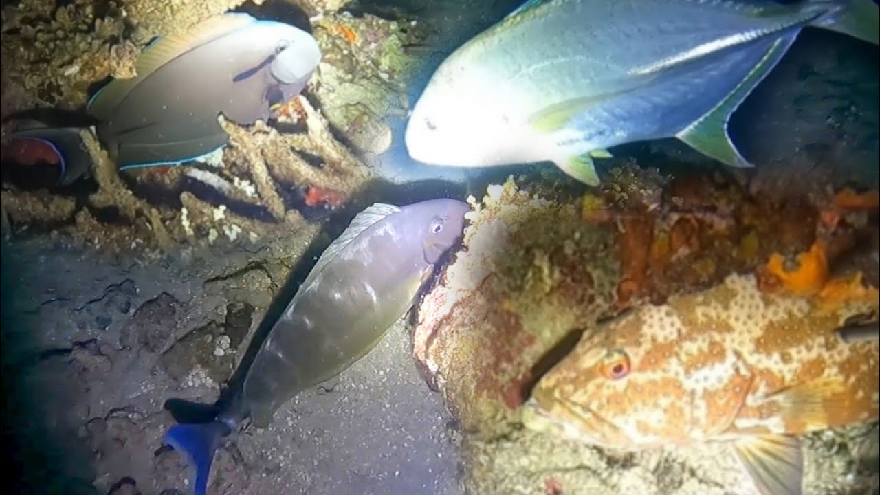 NIGHT SPEARFISHING CORTES | episode 105 | CATCH, SELL and EAT!!🤤😋 - YouTube
