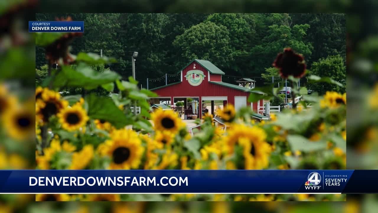 S.C. Sunflower Festival at Denver Downs Farm features eight varieties ...