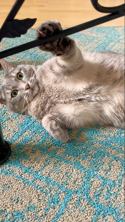 One Meow Pose To Melt Your Heart #shorts #catshorts #kittyshorts # ...