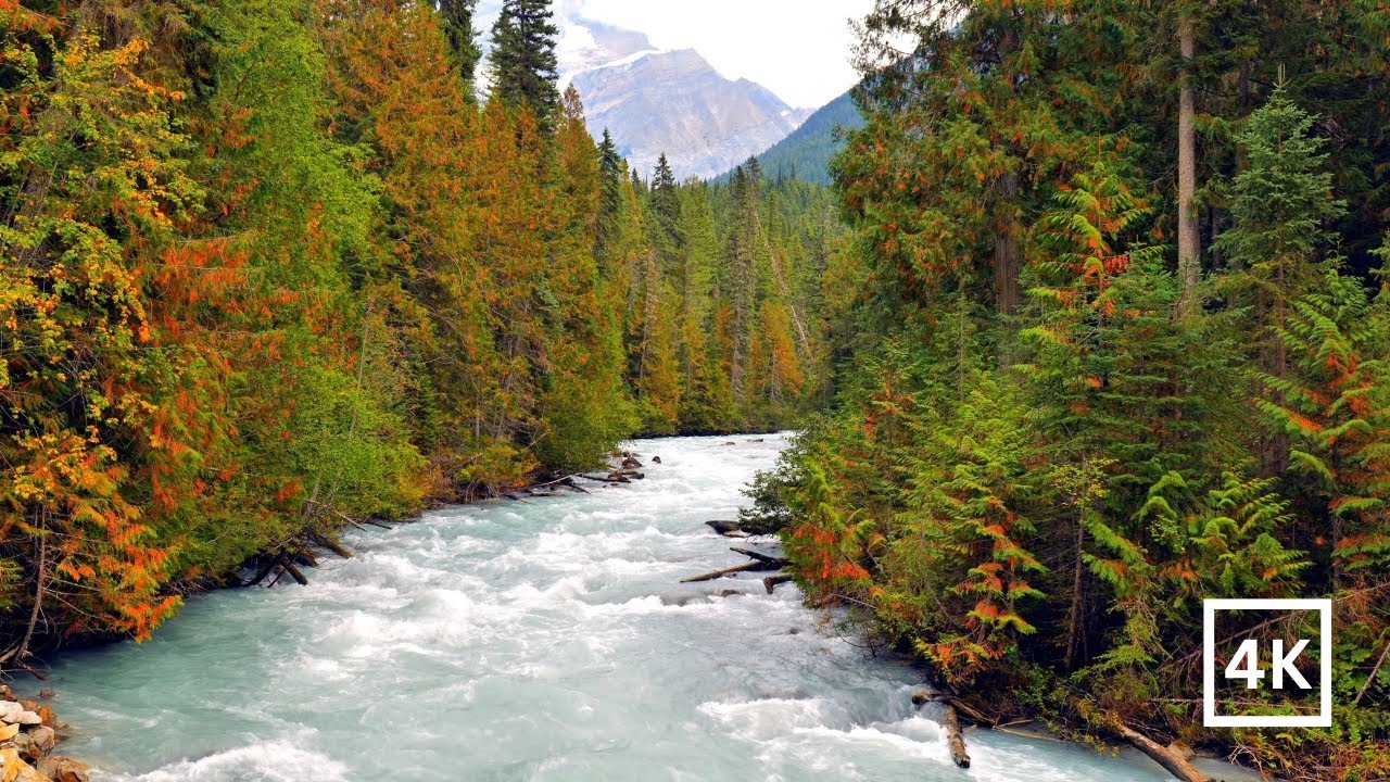 4K Glacier River Rapids | British Columbia Ambience | Forest River ...