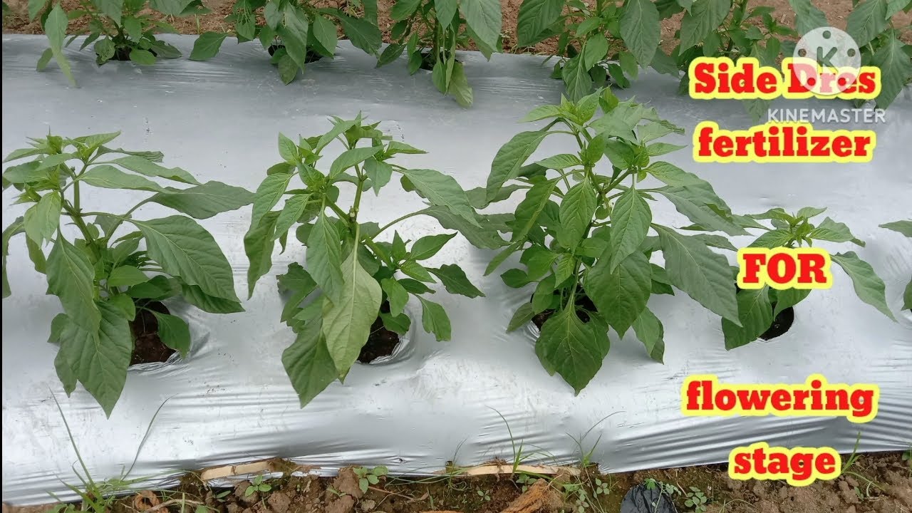 Paano mag Side Dress ng Atsal_#flowering stage_#side dress application ...
