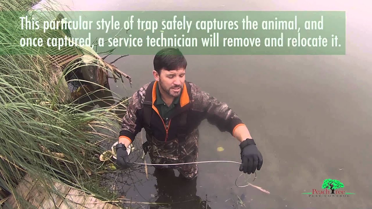 A Day in The Life - Trapping - YouTube