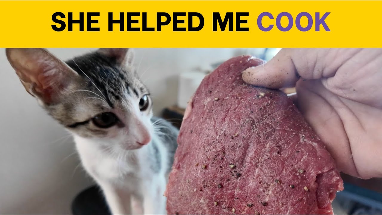 How To Cook Steaks With a Cat (calming asmr) - YouTube