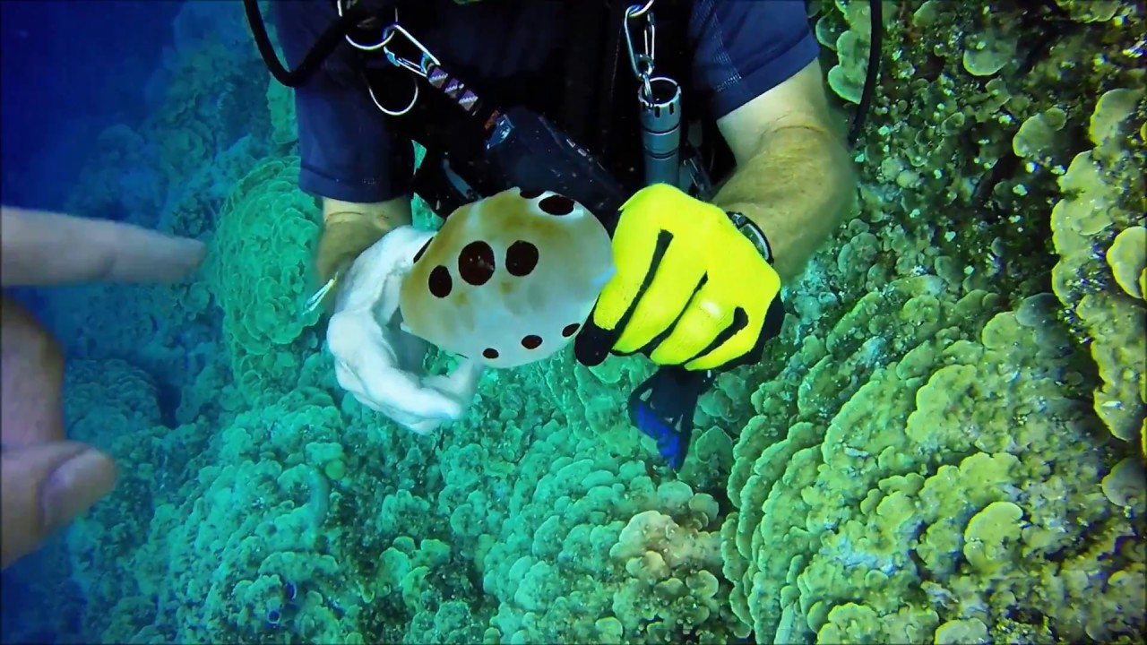 Guam - Vecky's reef & Finger reef diving - YouTube
