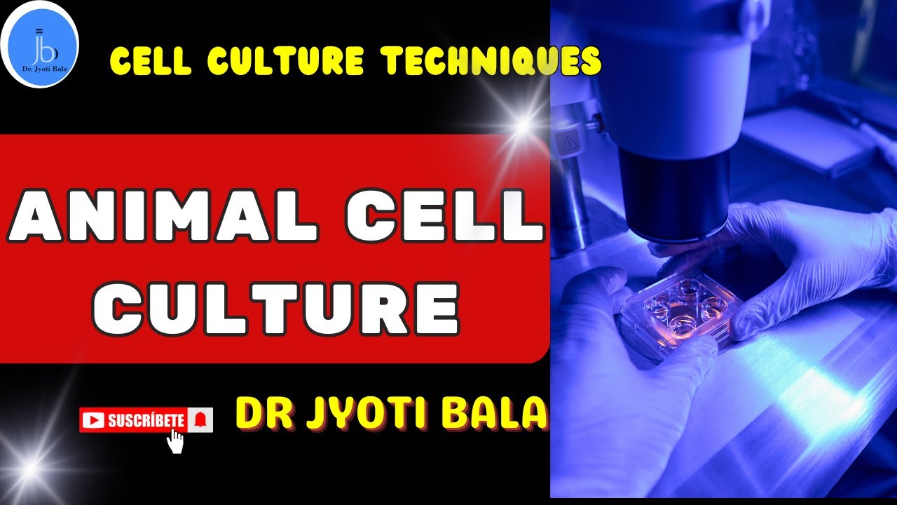 Overview of Animal Cell Culture Techniques| Animal Cell Culture| Basics ...