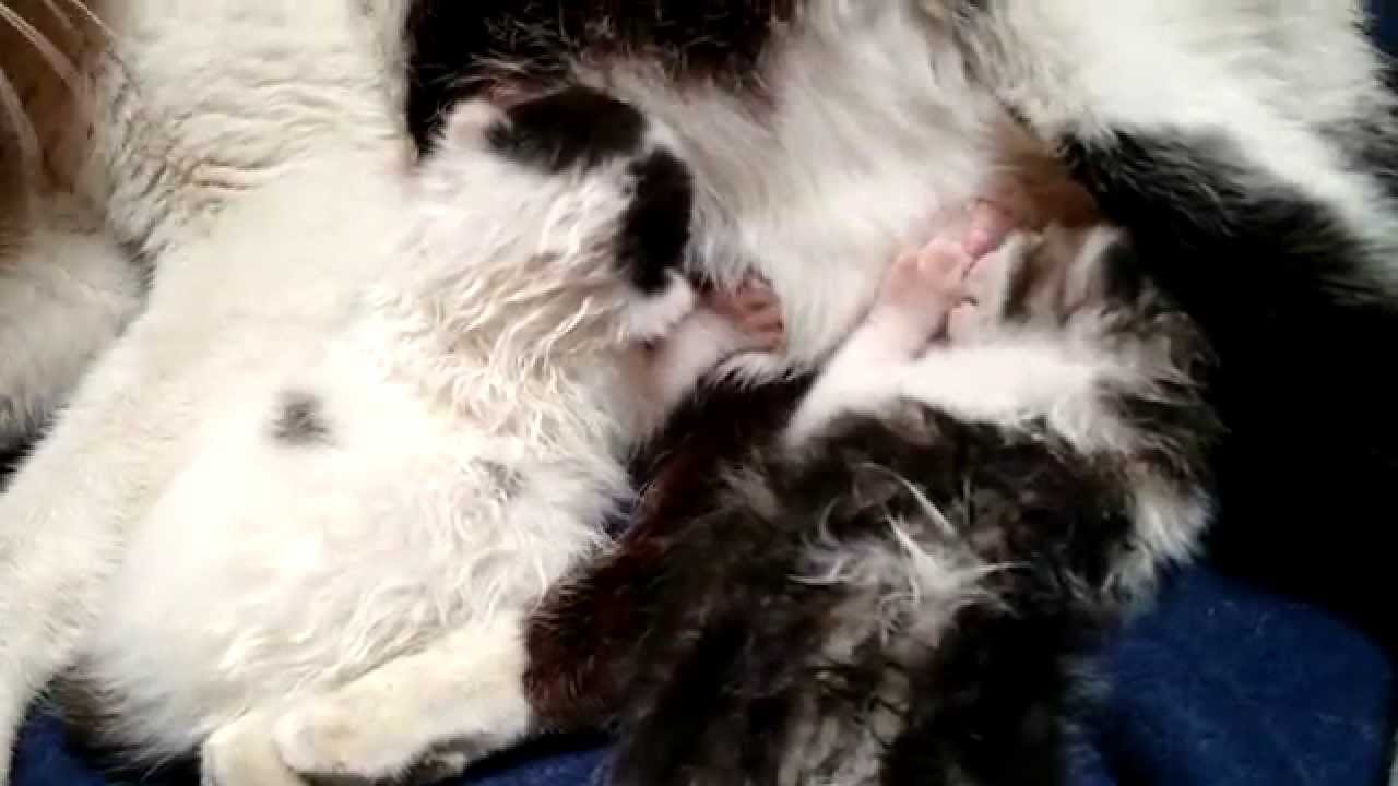 Mamá gata amamantando. Hermosos 30 segundos de amor - YouTube