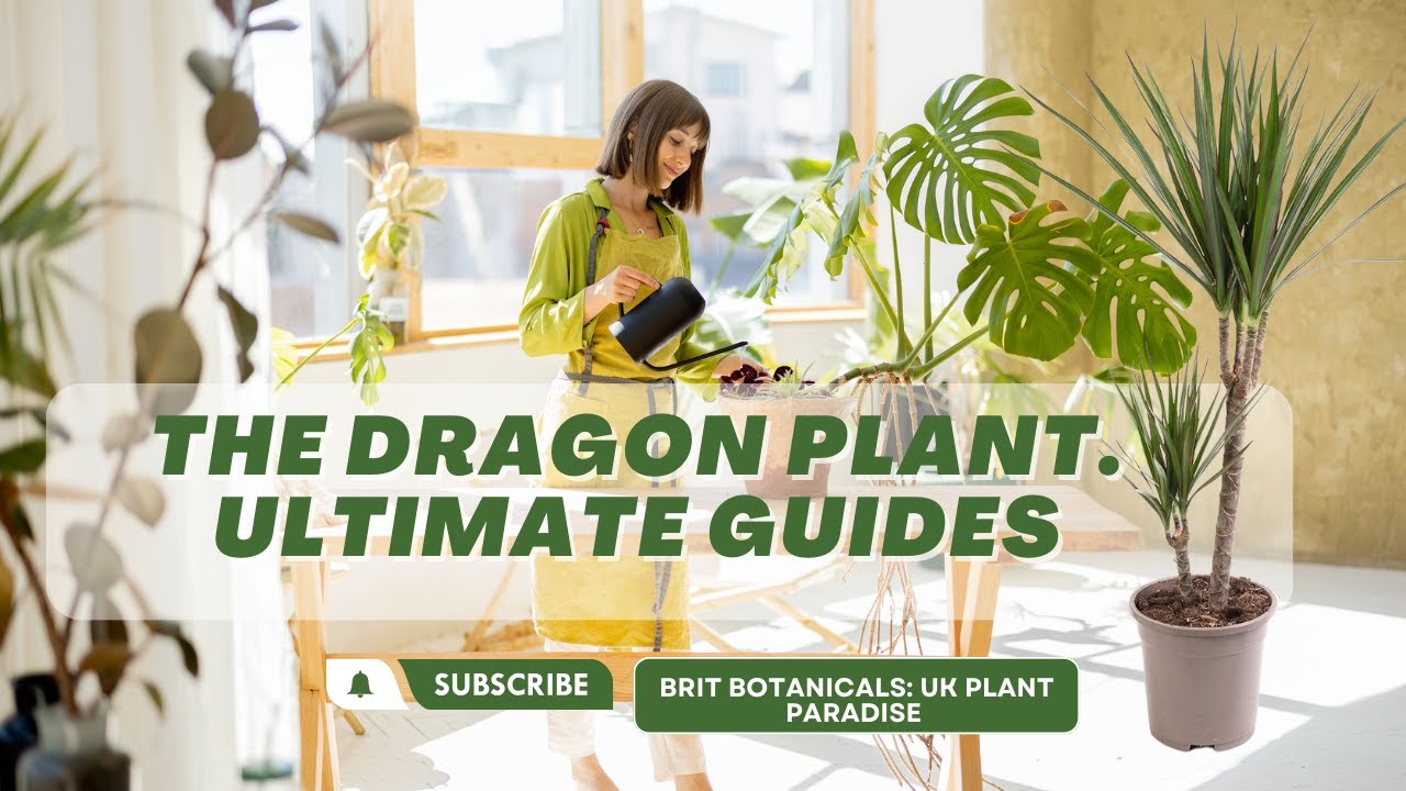 The Dragon Plant, also known as Dracaena Marginata, The Ultimate Guide ...