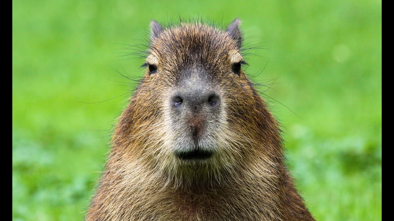 Fattest Capybara ever… - YouTube