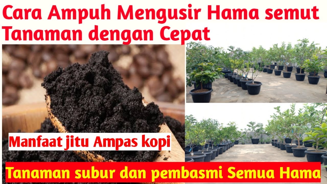 Cara Ampuh Mengatasi Hama Semut Tanaman || cara Membasmi hama kutu ...