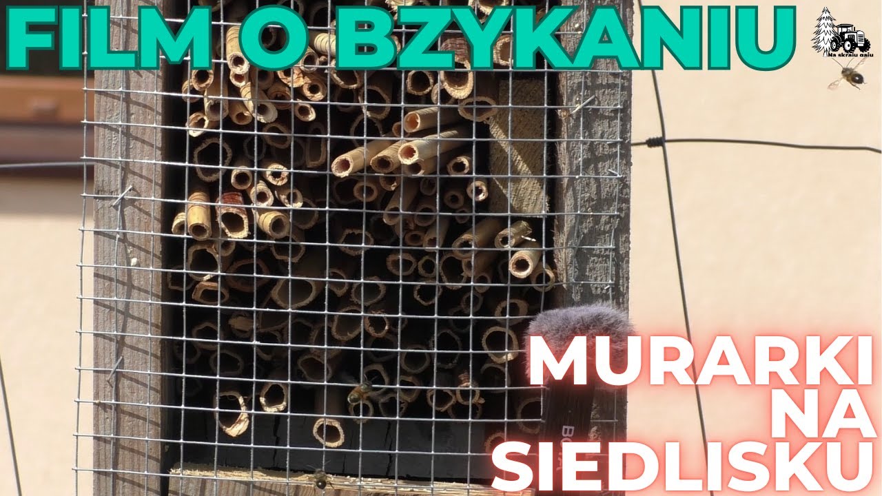 Film o bzykaniu czyli murarki ogrodowe na siedlisku - domki dla murarek ...