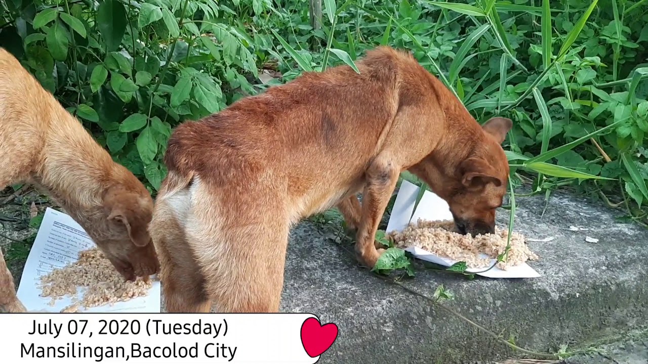 Feeding Stray Dogs -July 07, 2020 - YouTube