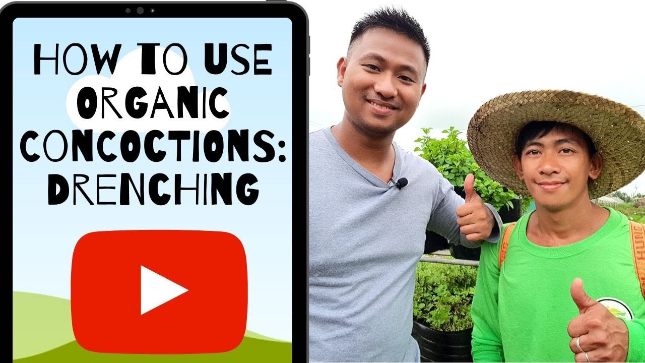 How to Use Organic Concoctions: Drenching (paano gamitin ang mga ...
