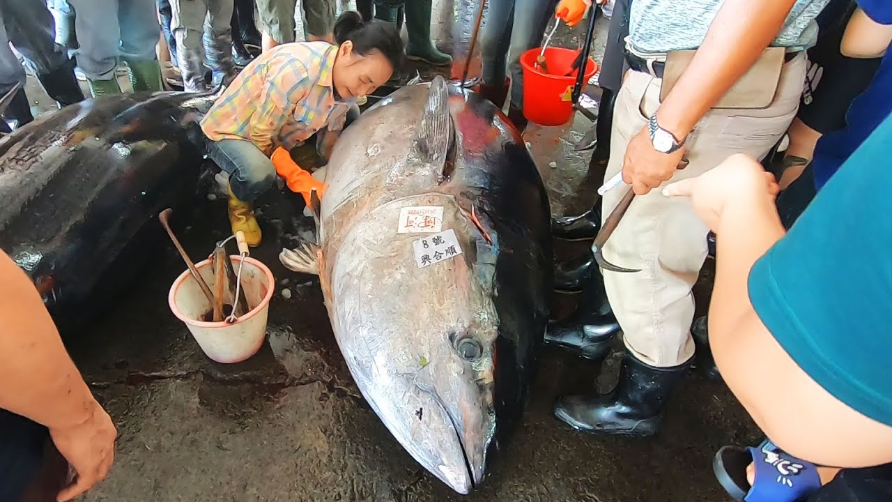 410 kg Giant Bluefin Tuna Caught and Cutting at Fishing Port - YouTube