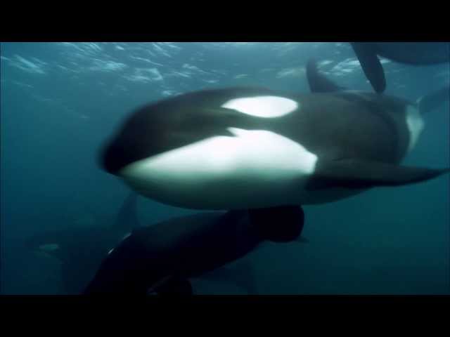 Blackfish Documentary Online