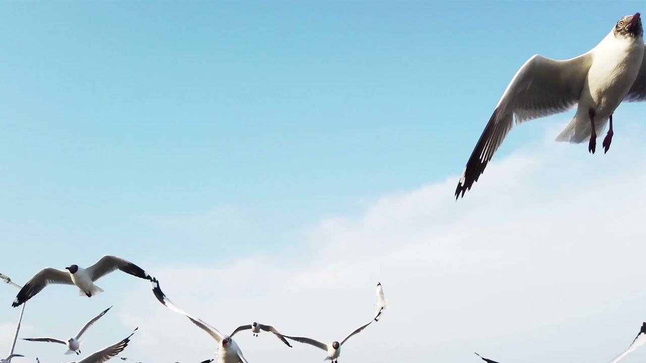 Seagull sounds in the morning - YouTube