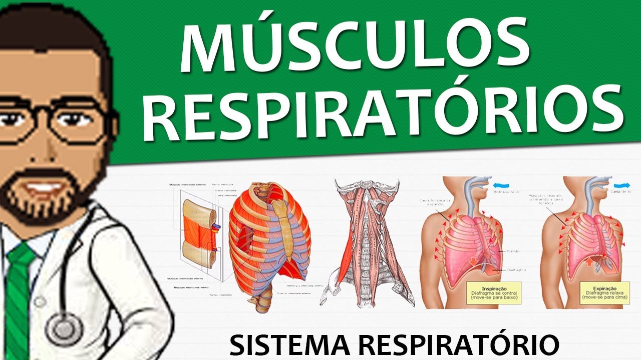 Diferenca Entre Musculos Intercostais Internos E Externos Músculos Da