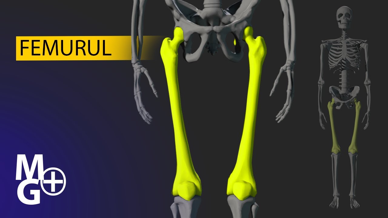 FEMURUL (Curs/Prezentare 3D Anatomie) - YouTube